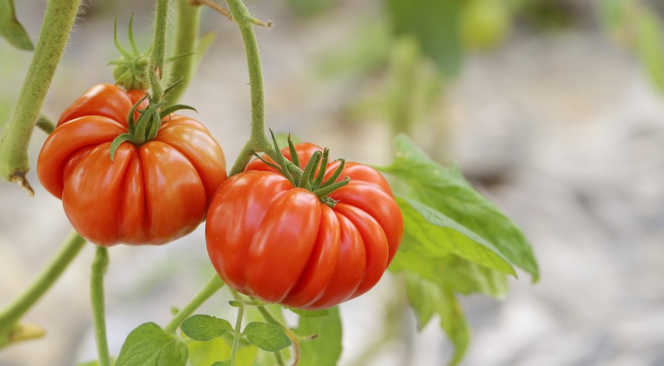 8 сортов помидоров, которые дадут самый вкусный урожай | ivd.ru